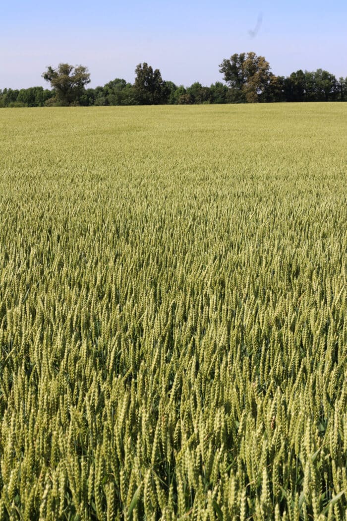 Boost Your Yield And Profits – SRWW Wheat Management Guide. – Needham ...